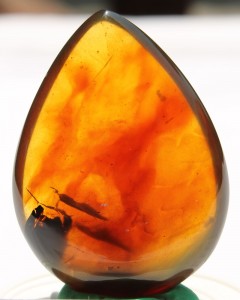 Burmese Amber – Real Rare Antiques